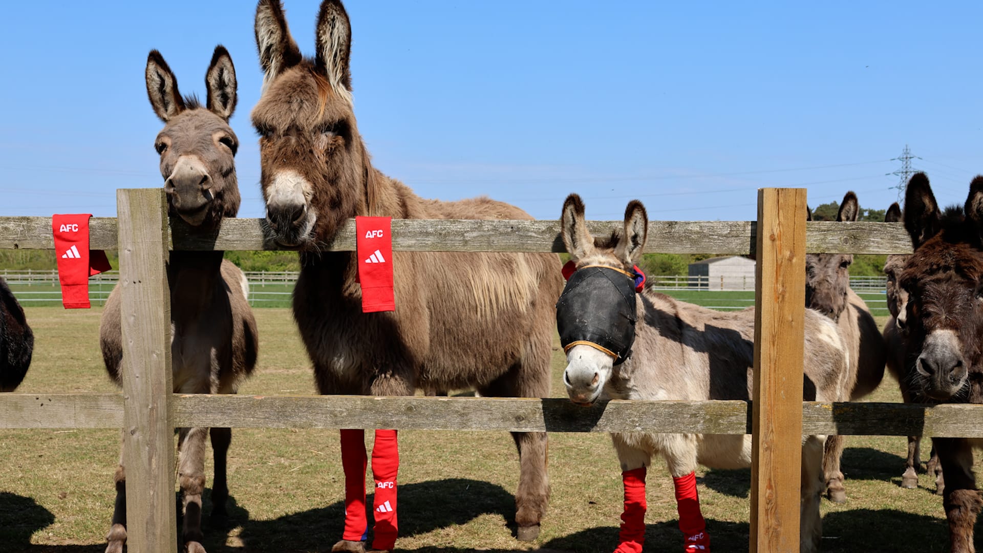 Sick horses and donkeys get fresh new look - in old Arsenal FC kit ...
