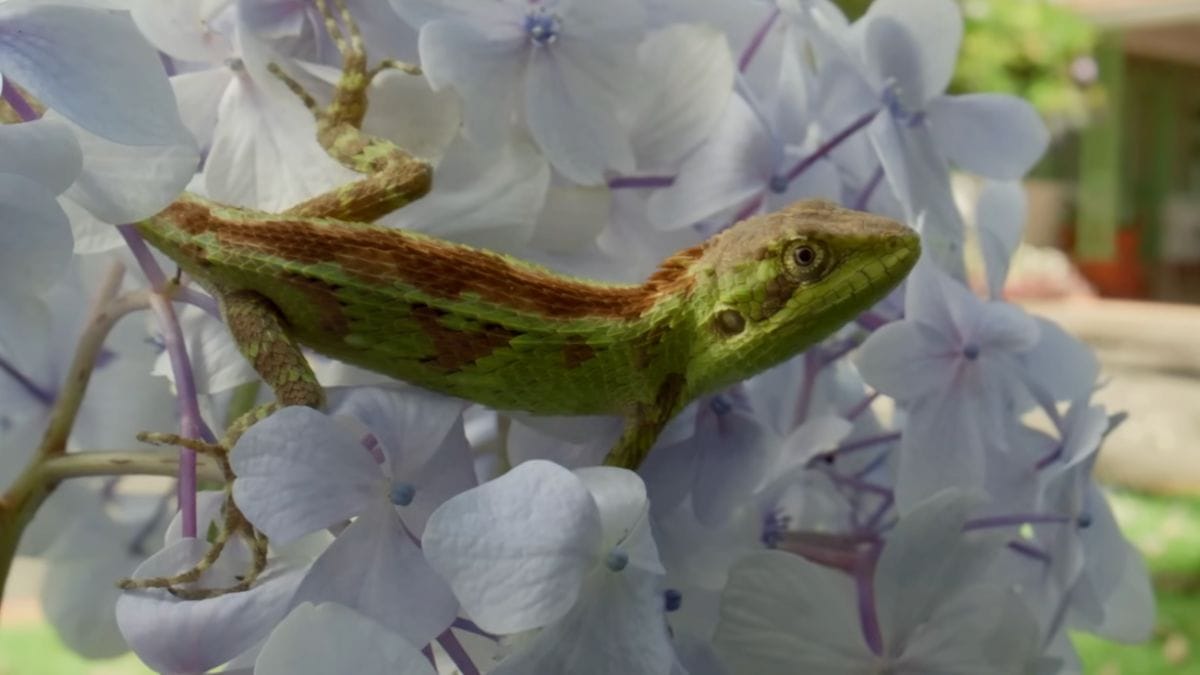Star of this Nilgiris documentary is a lizard that lives in backyards ...