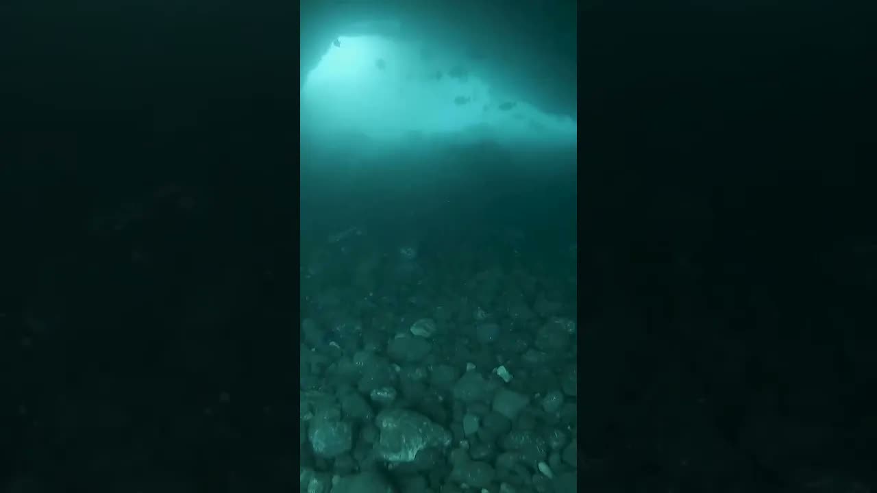 What would you do if a shark blocked your only exit?