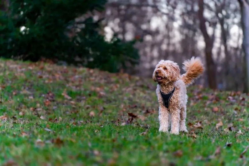 Breeder-surrendered Harry Doodle gets a fresh start in foster care