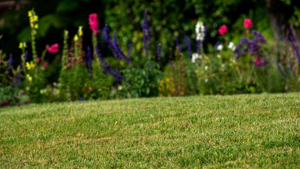 Reviving and maintaining a healthy lawn