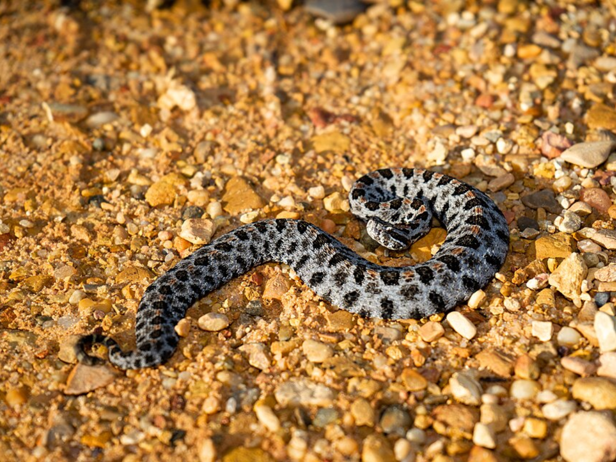 509 snakes tested in US survey, many found carrying disease-causing ...