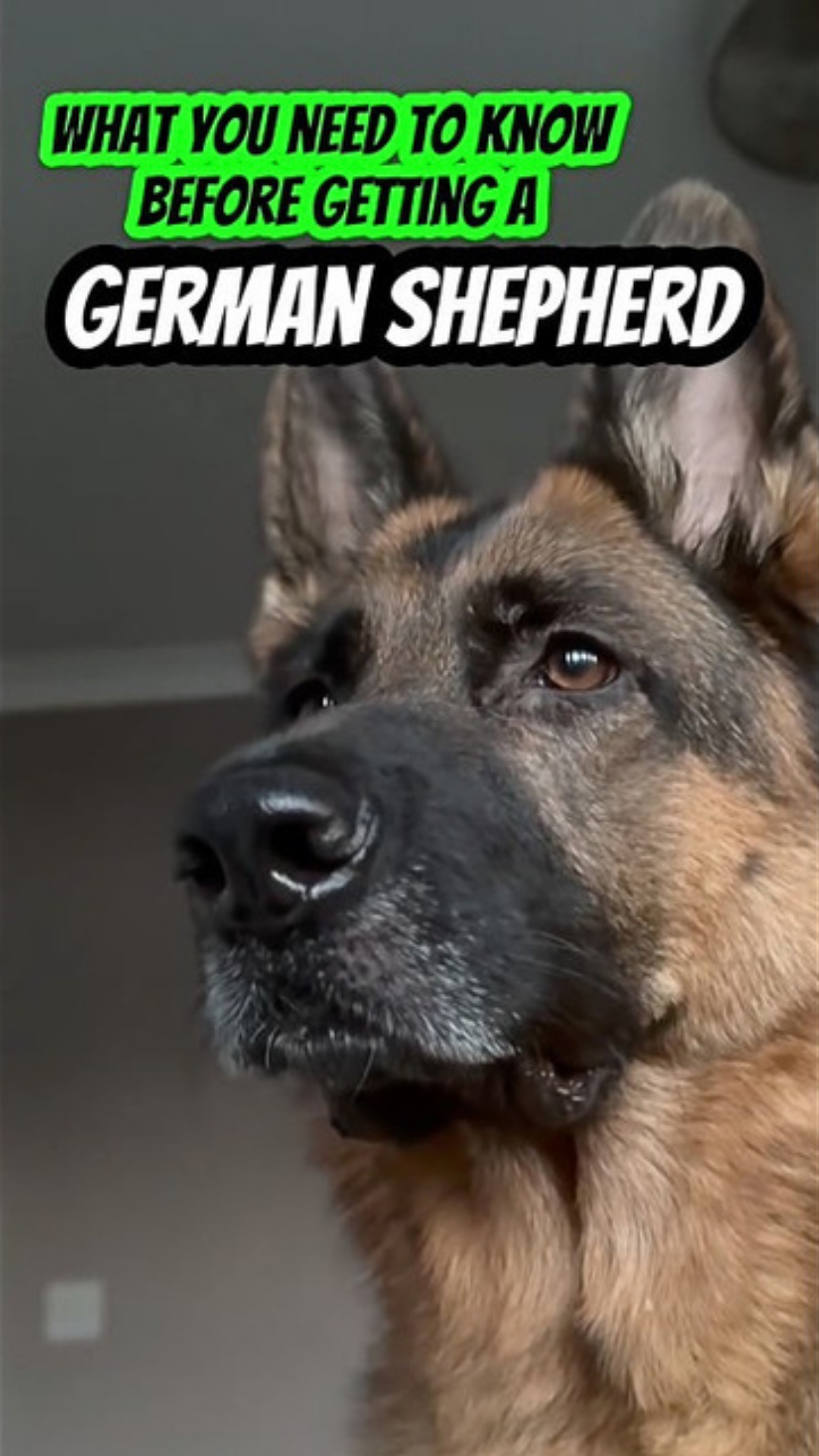 Things Before Getting a German Shepherd