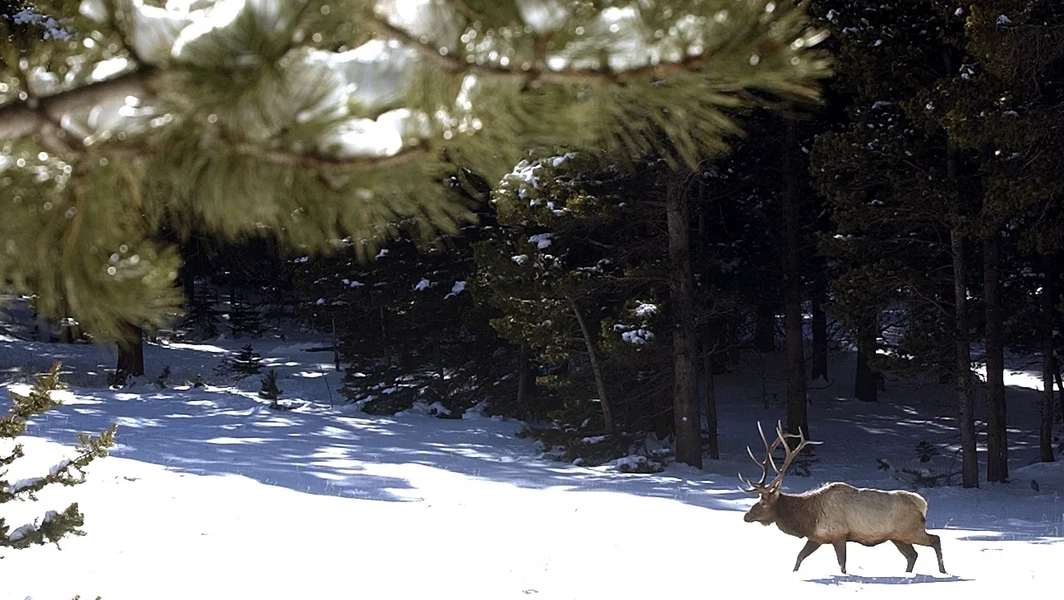 10 hunting calibers known for wounding game