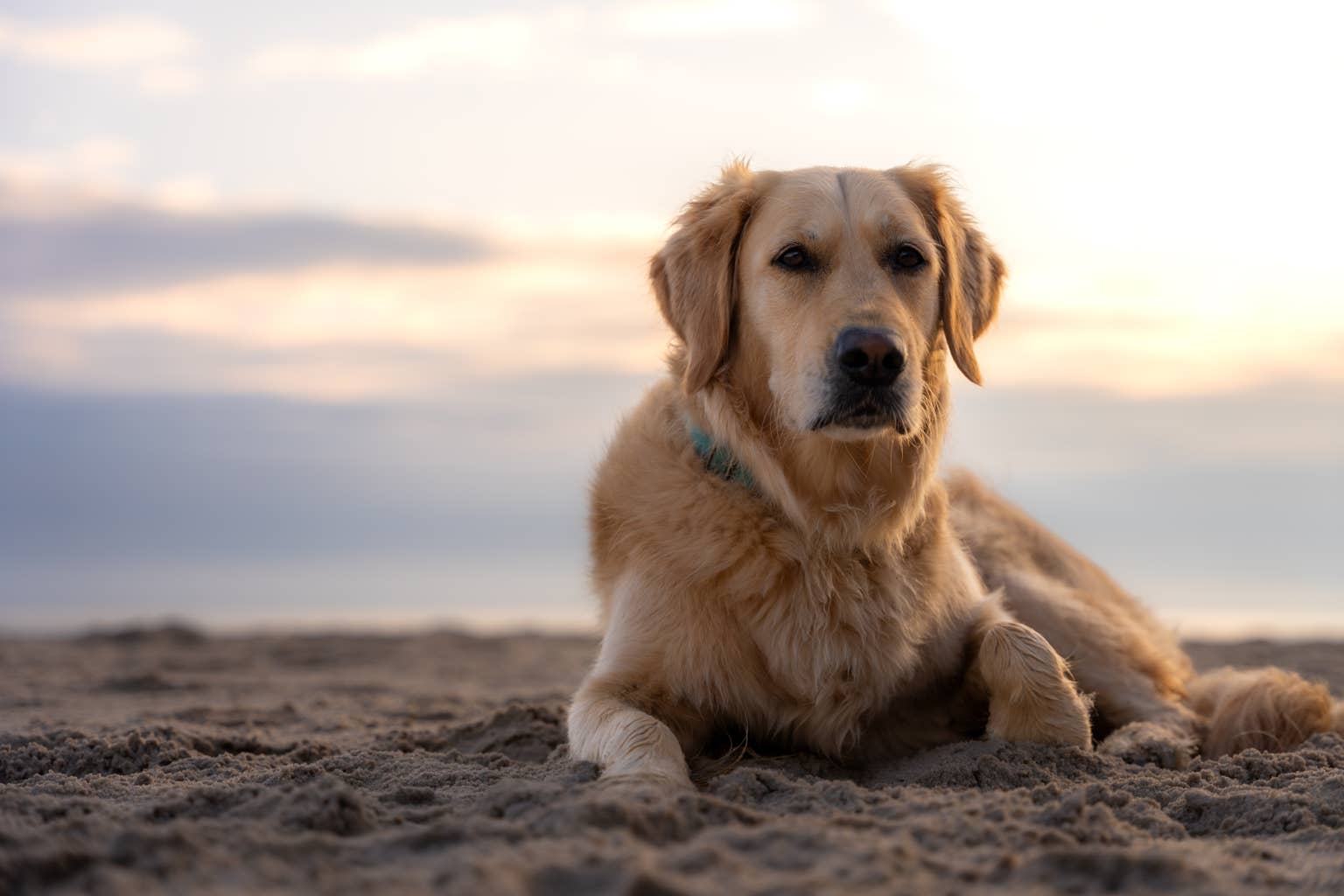 Watch Hudson the golden retriever overcome his fear of waves to ...