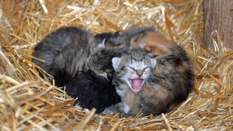 These spicy little feral kittens are the exact opposite of intimidating