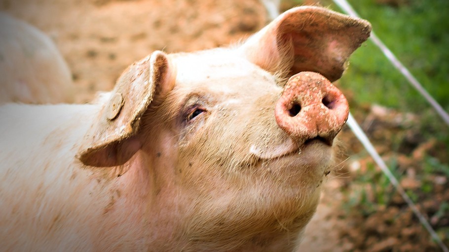 Why Judaism and Islam declared war on pork for thousands of years