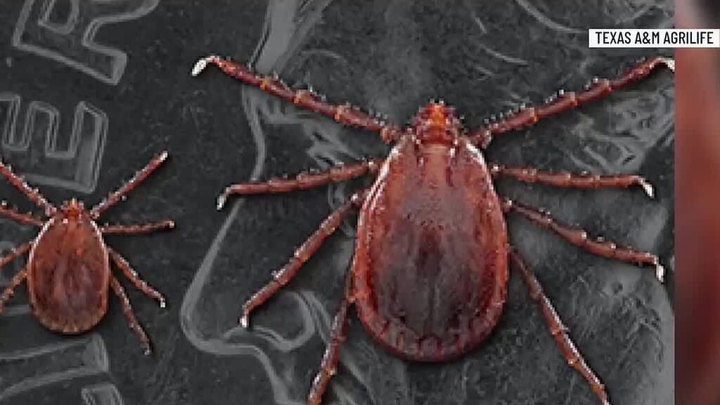 Asian longhorned tick identified in Alabama for first time