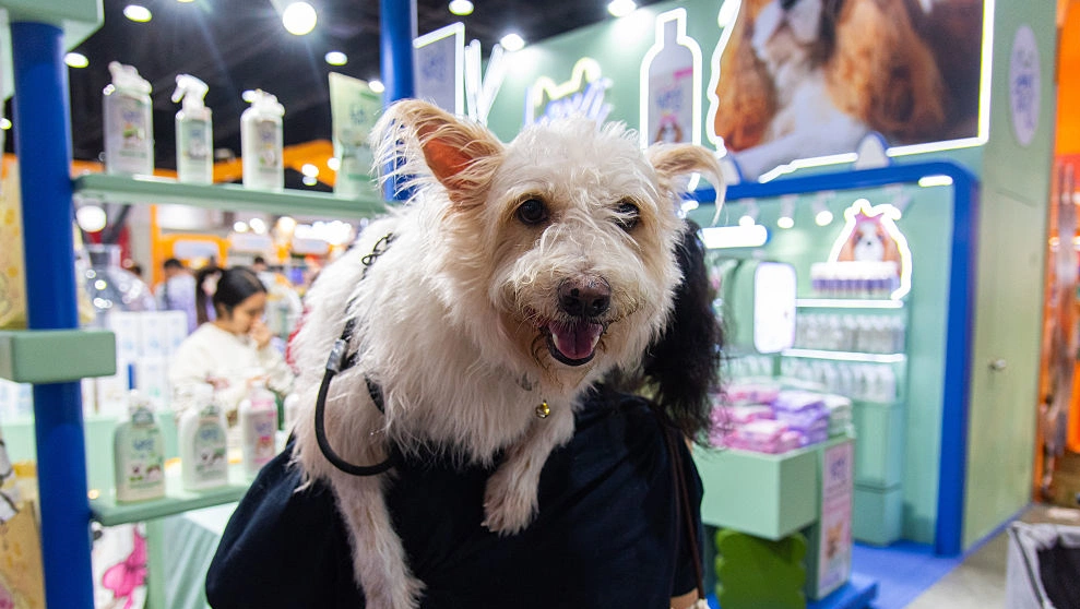 9 subtle signs your dog loves you