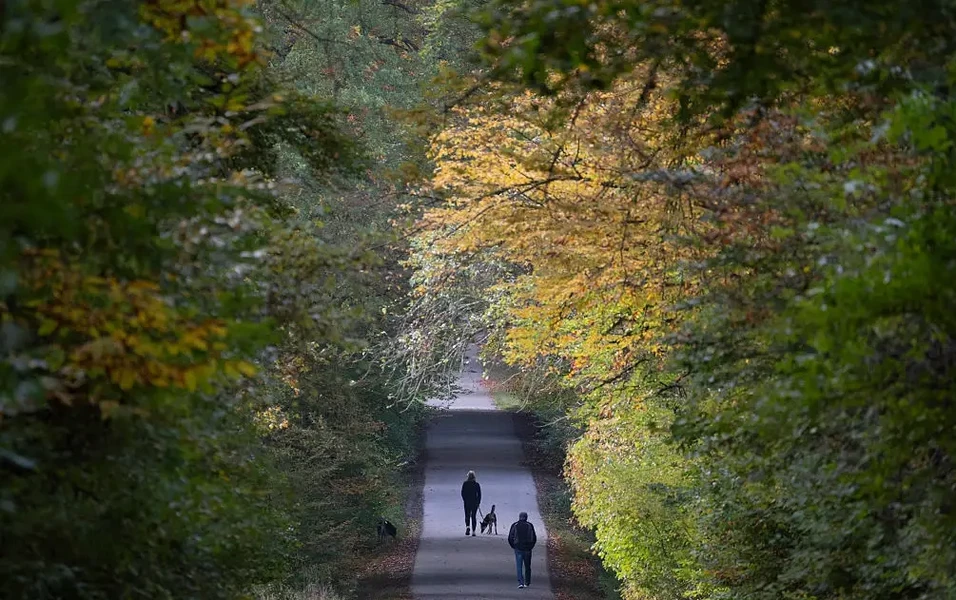 One-hour nature walk found to reduce brain stress activity