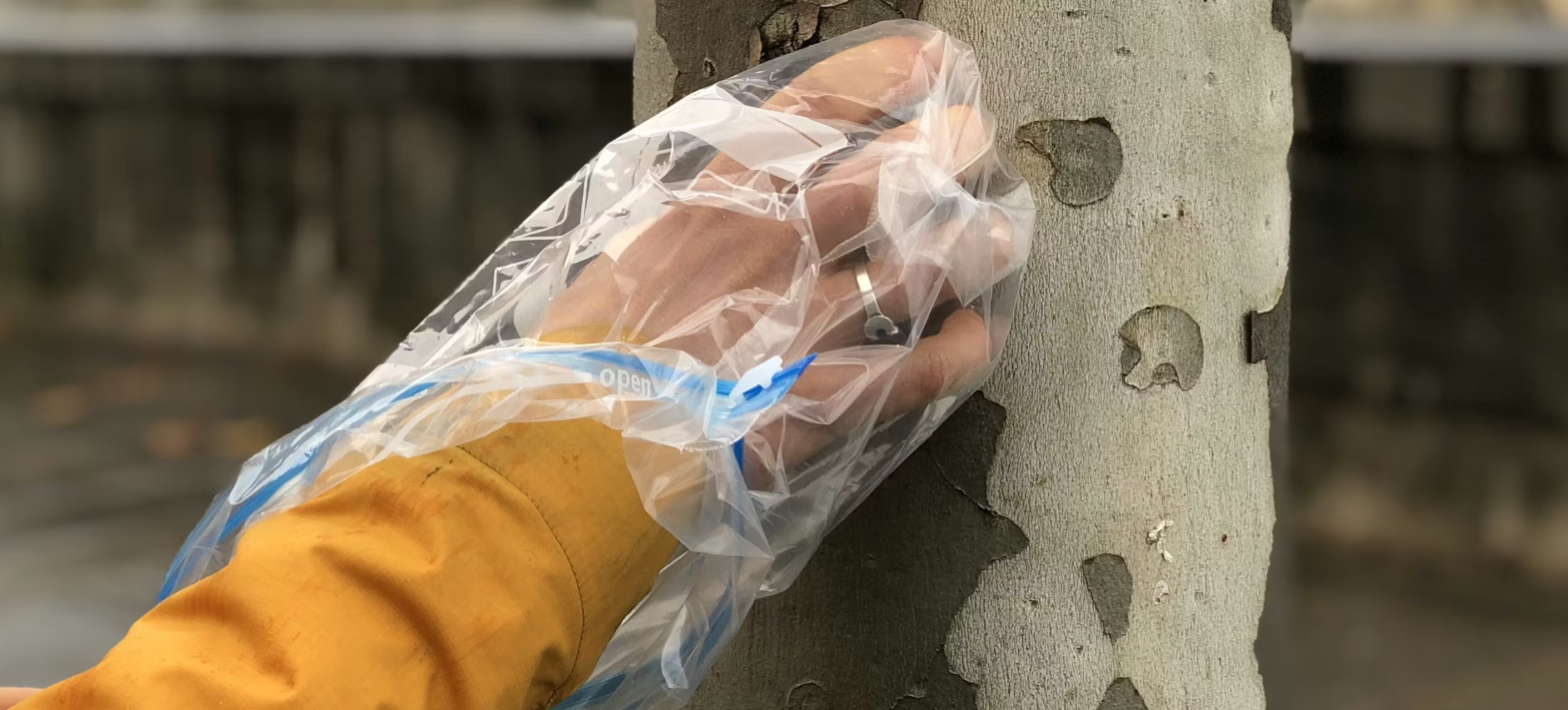🌳 What tree bark tells us about air pollution in Paris