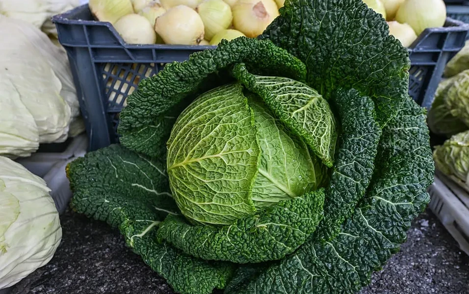 Cabbage comfort food from around the world