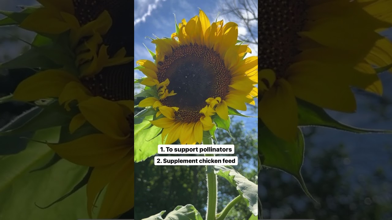 Add sunflowers to your garden for beauty and pollinators