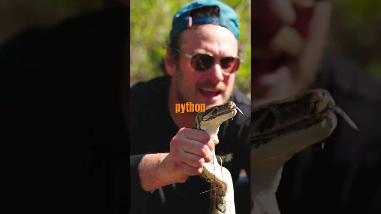 The high-stakes hunt for a massive invasive python
