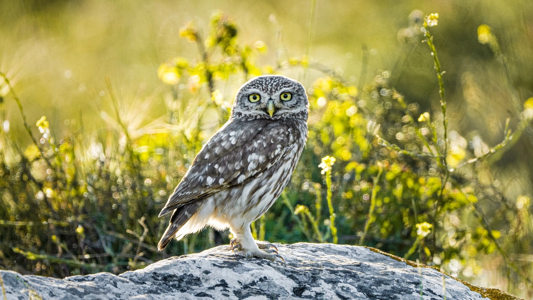 How to welcome owls into your backyard life