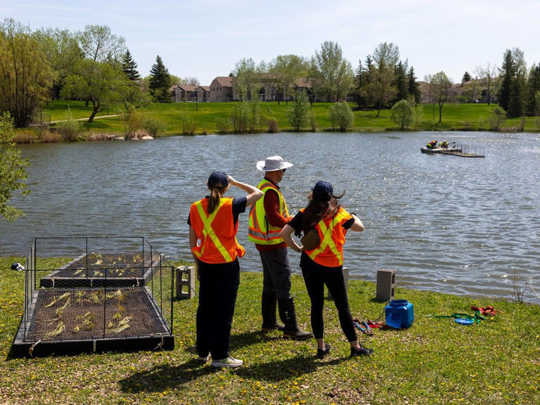 What is a 'floating wetland' and why are they being added to Regina's ...