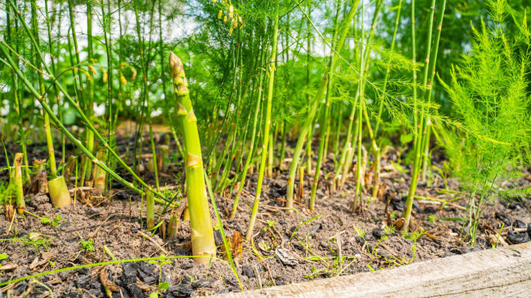 Don't throw away your BBQ grill ash — 28 plants that love it