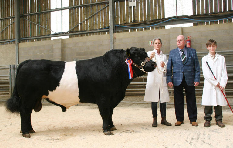Barwise bull stands supreme at annual CCM Skipton Belted Galloway highlight