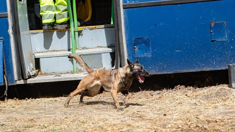 Muğla NAK arama kurtarma köpekleri Macaristan’da sahaya indi