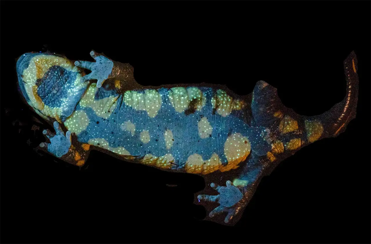 As salamandras-de-fogo podem assustar os predadores com muco fluorescente