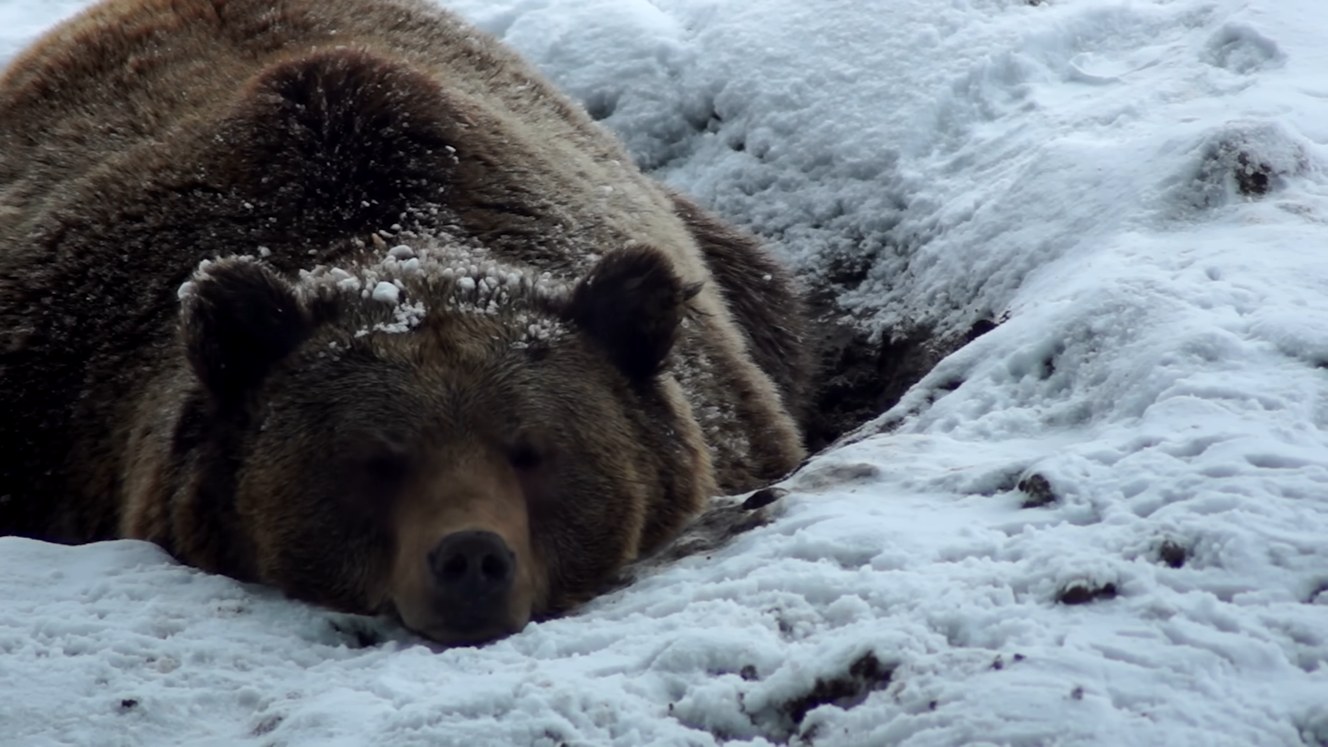 Watch how Arctic creatures survive temperatures that can freeze flesh ...