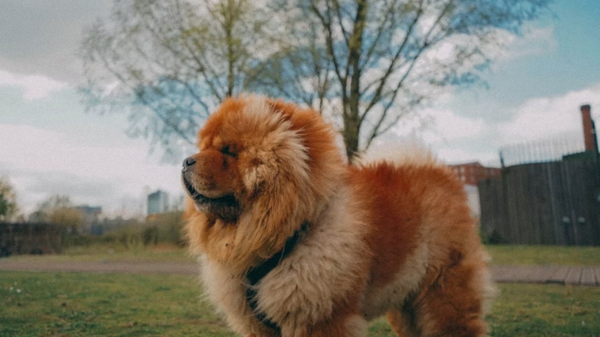 The giant teddy bears: 5 dog breeds that look like actual plush toys