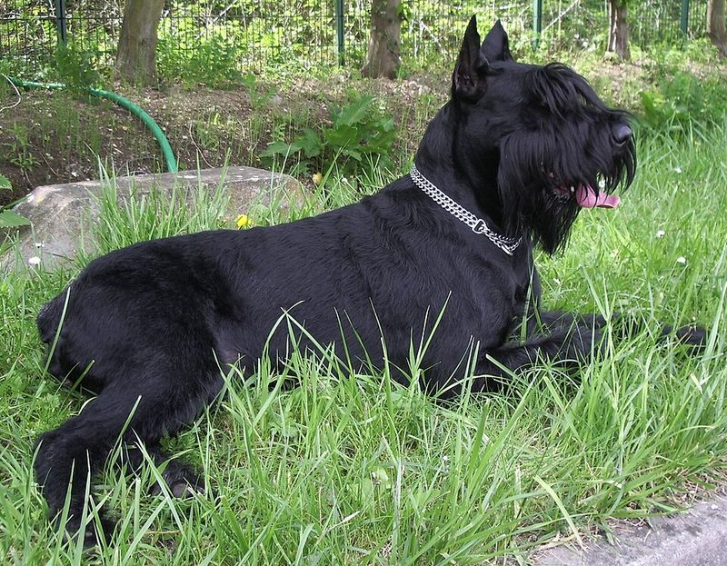 13 dogs that make you feel protected without ever acting out of control