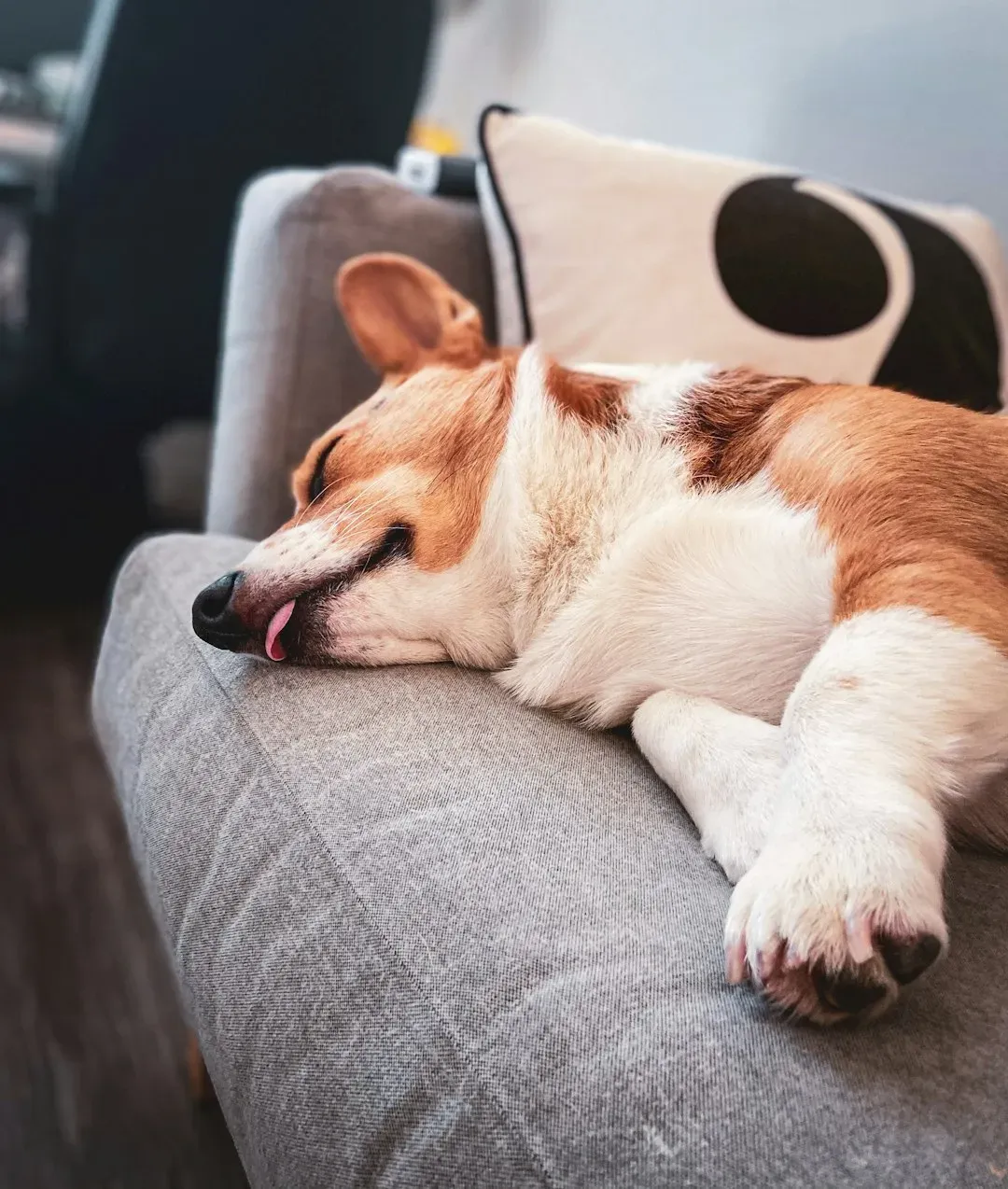8 habits dogs only develop with humans they truly trust