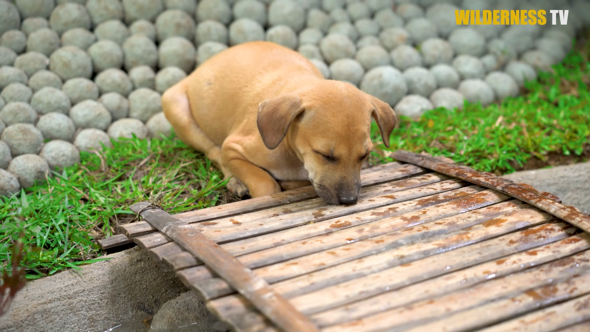 These tiny puppies had nothing – now they have a beautiful snail house ...