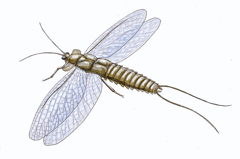 Imagine a scorpion that was the same size as a house cat. 10 gigantic ...