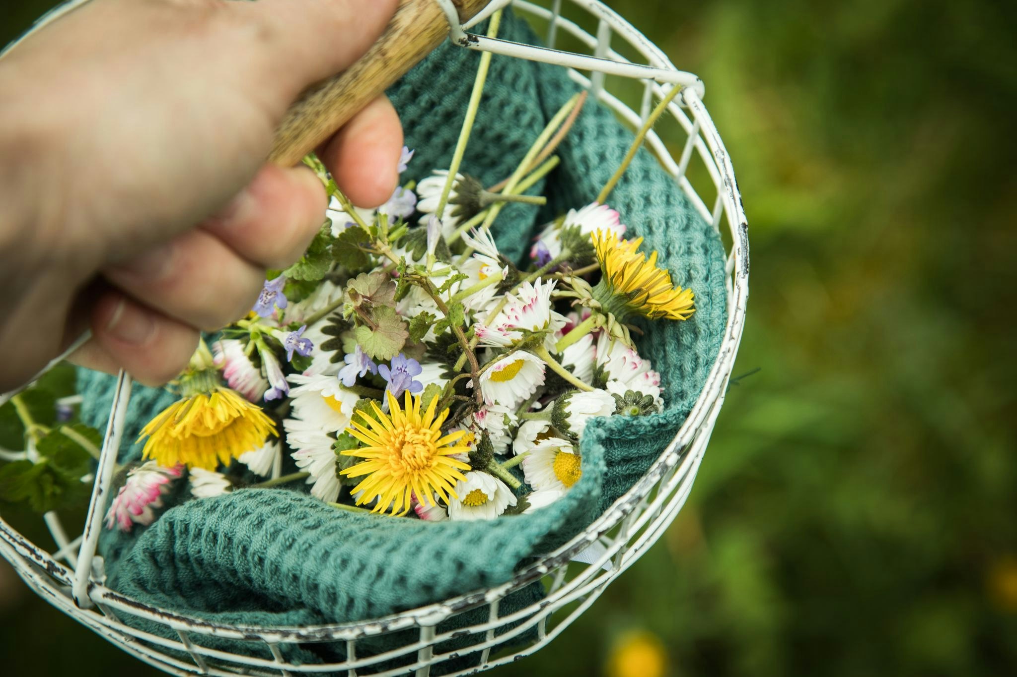 Achtung bei Petersilie: Warum Sie die Blüten des beliebten Küchenkrauts ...