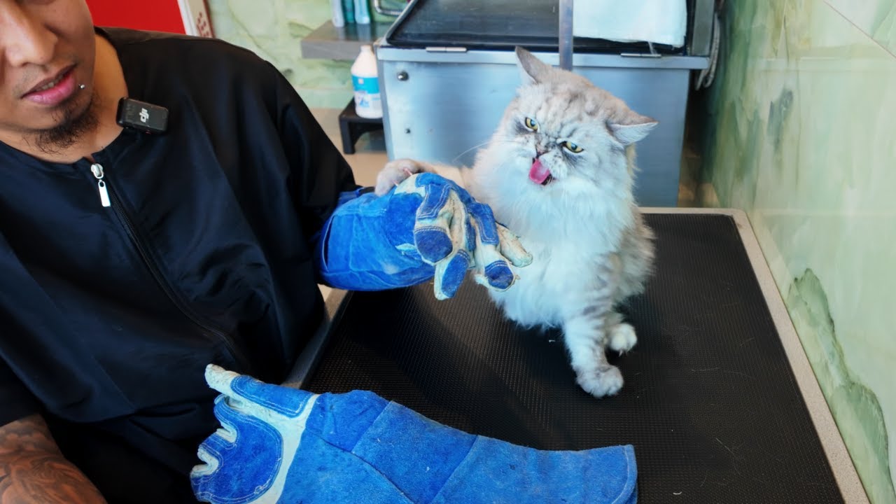 Phoebe enters the spicy cat list 🌶️🙀