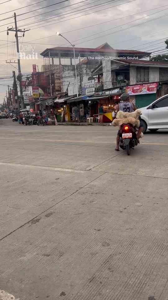 Five shih tzus steal the show as they ride on motorcycle