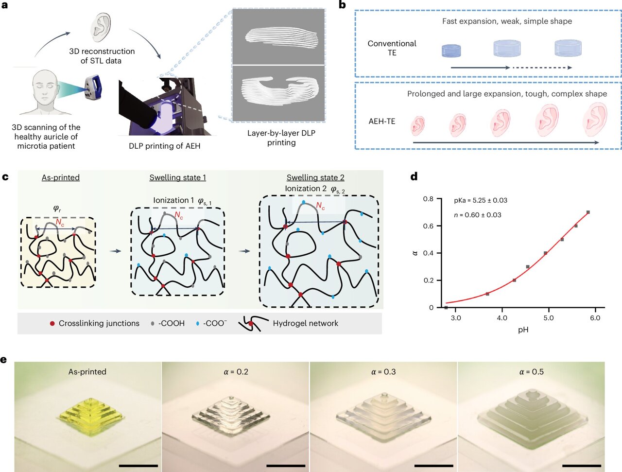 Custom 4D-printed implants offer less painful path to tissue reconstruction
