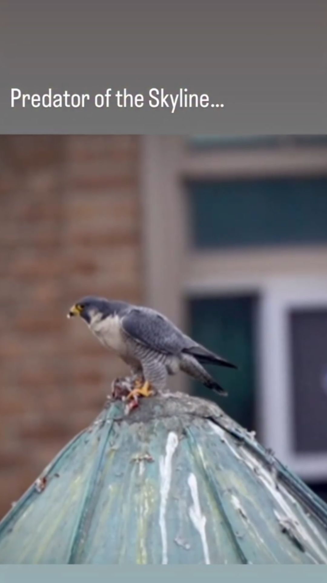 Predators of the skyline: Falcons adapt to city life