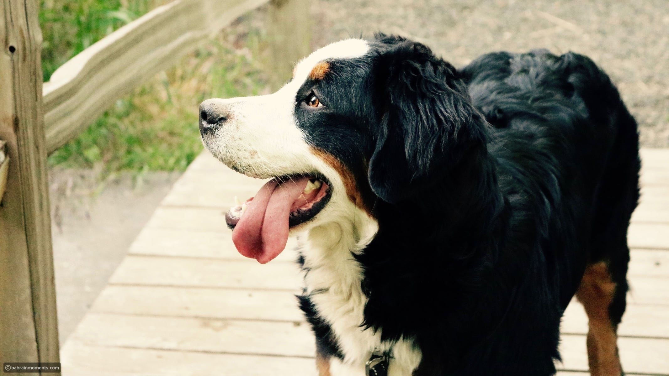 11 dog breeds considered the most well-behaved by experts