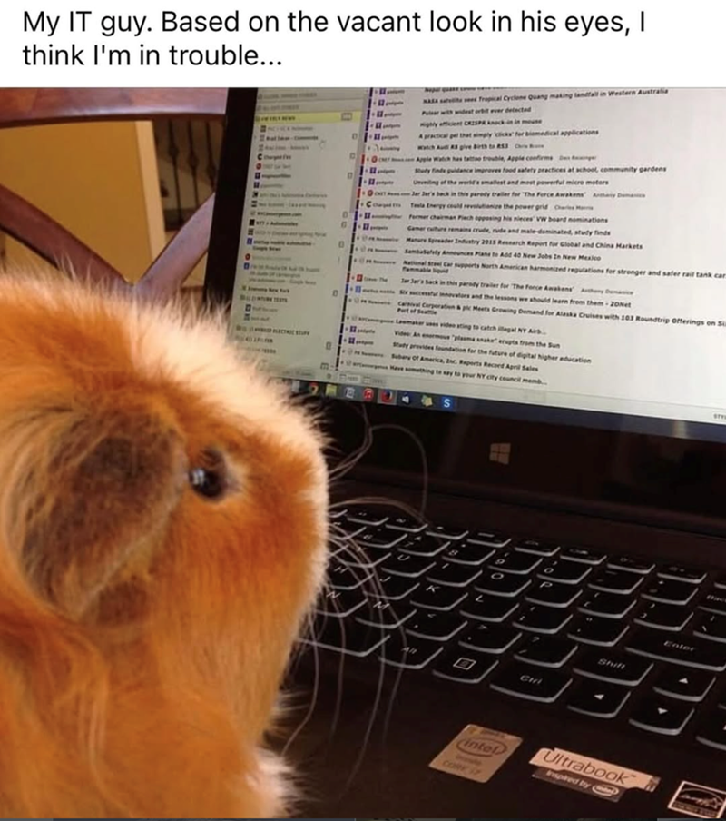 20 wholesome animal memes for people who woke up and chose happiness today