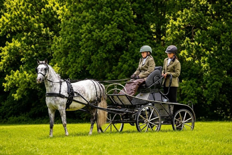 Horse Week: Successful day of competition at Waringstown ODE for NICDA ...
