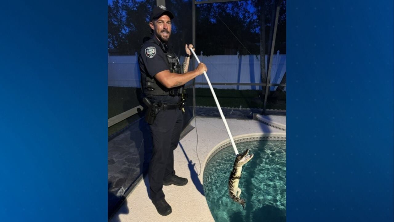 Alligator found swimming in Belle Isle backyard pool