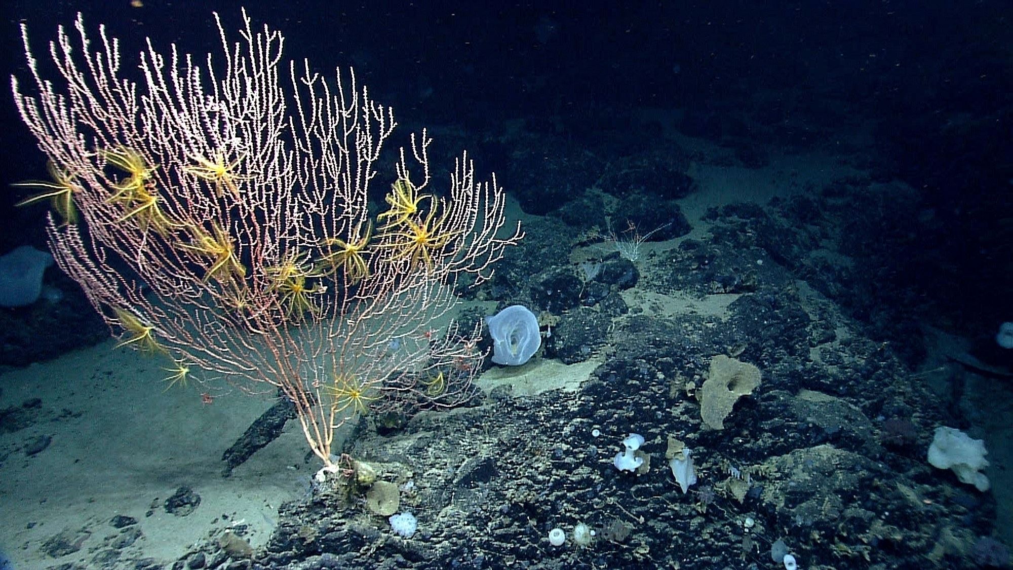 Trump administration to end ocean data gathering