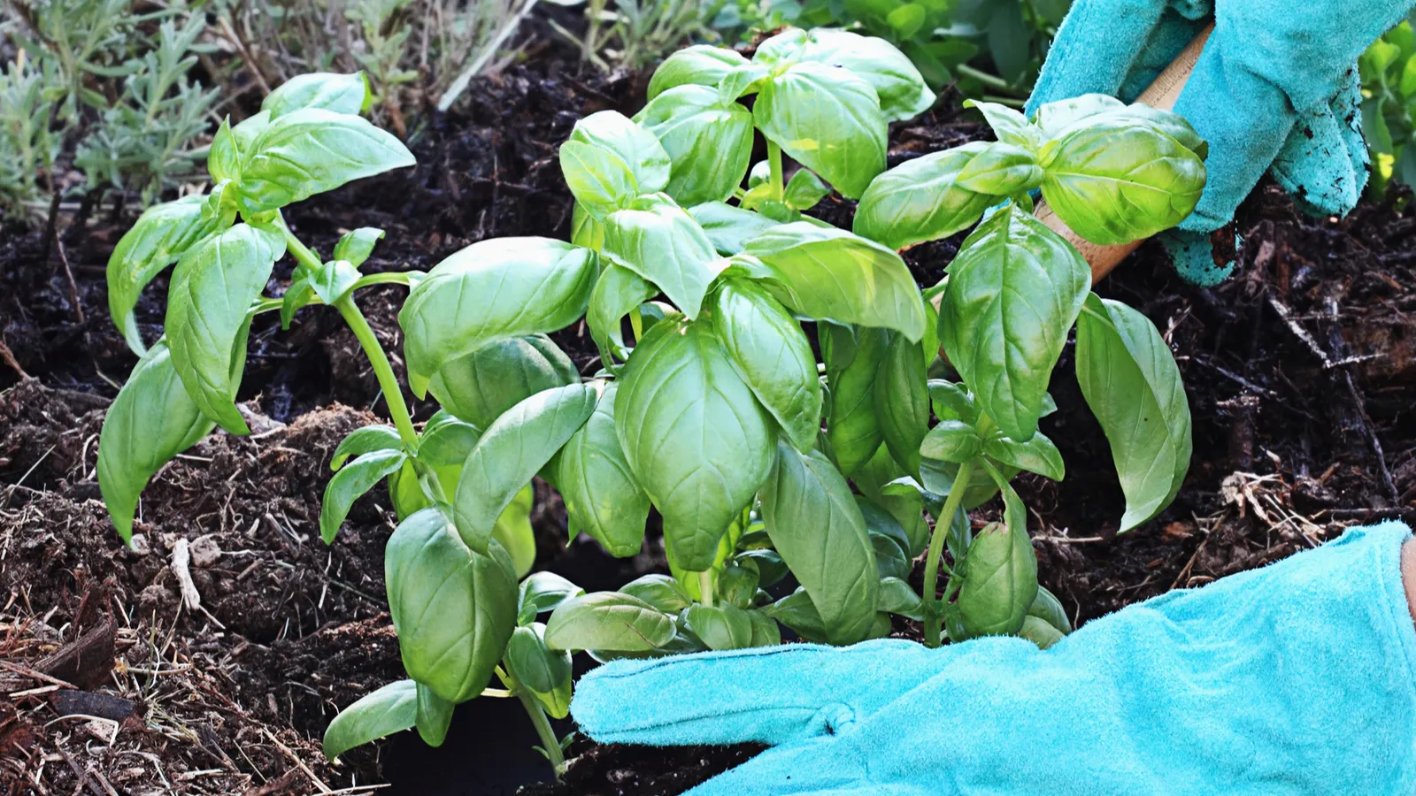 Beginner gardening made simple with these practical hacks