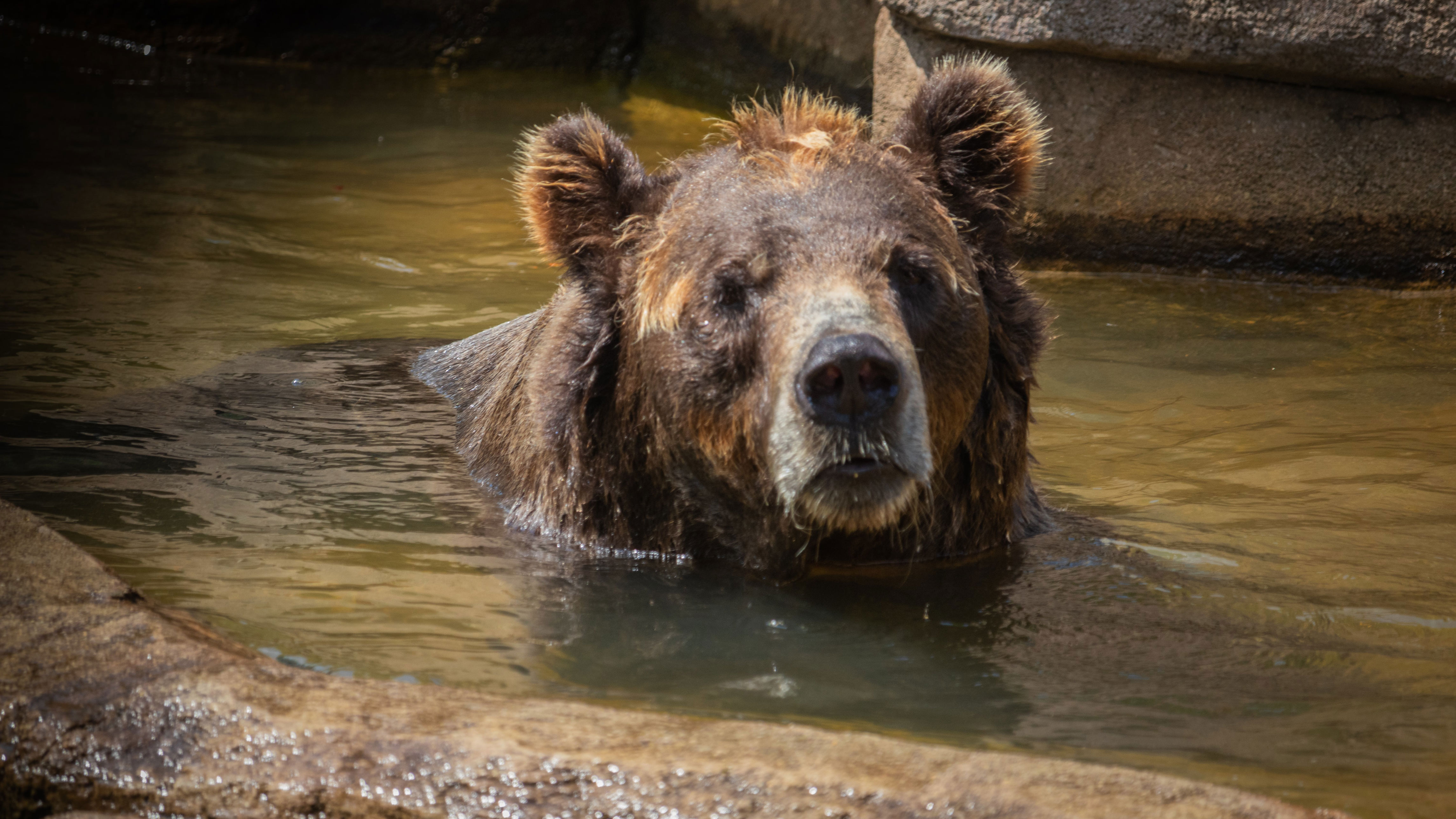 El ataque de un oso que deja heridas a cuatro personas en Fukushima ...