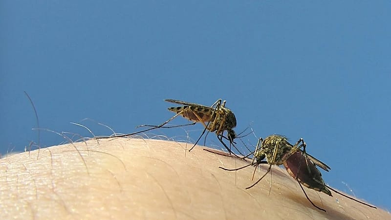 Good vs bad mosquito: What is Google's plan to fight deadly pest-borne ...