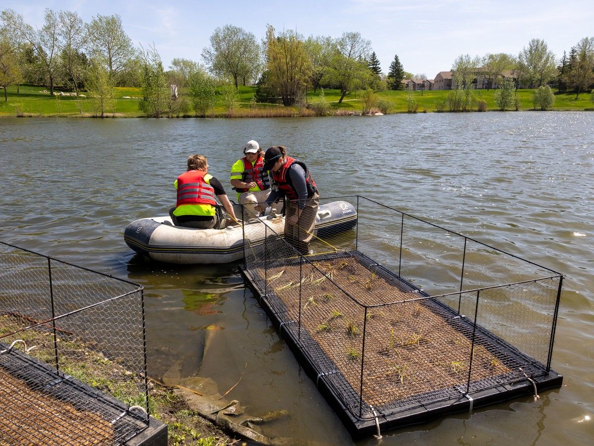 What is a 'floating wetland' and why are they being added to Regina's ...