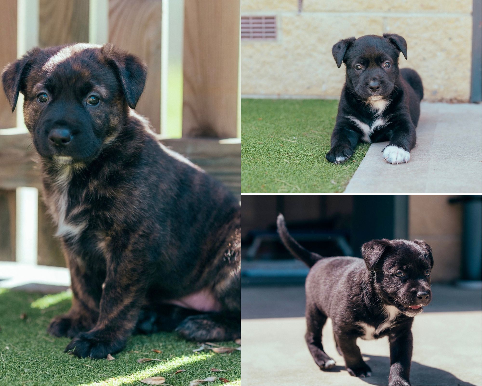 Chunky little trio of pups aged just five weeks old in need of homes