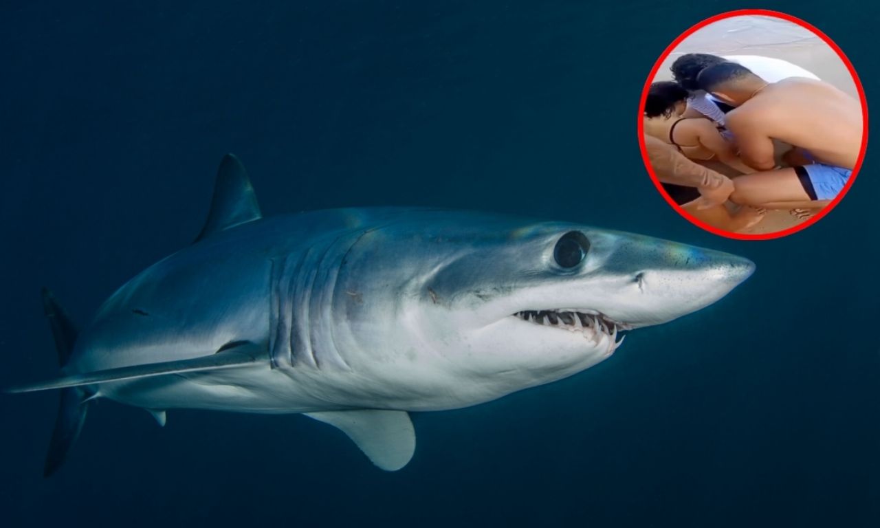 Dos ataques de tiburón en menos de 24 horas dejan a un niño y una joven ...