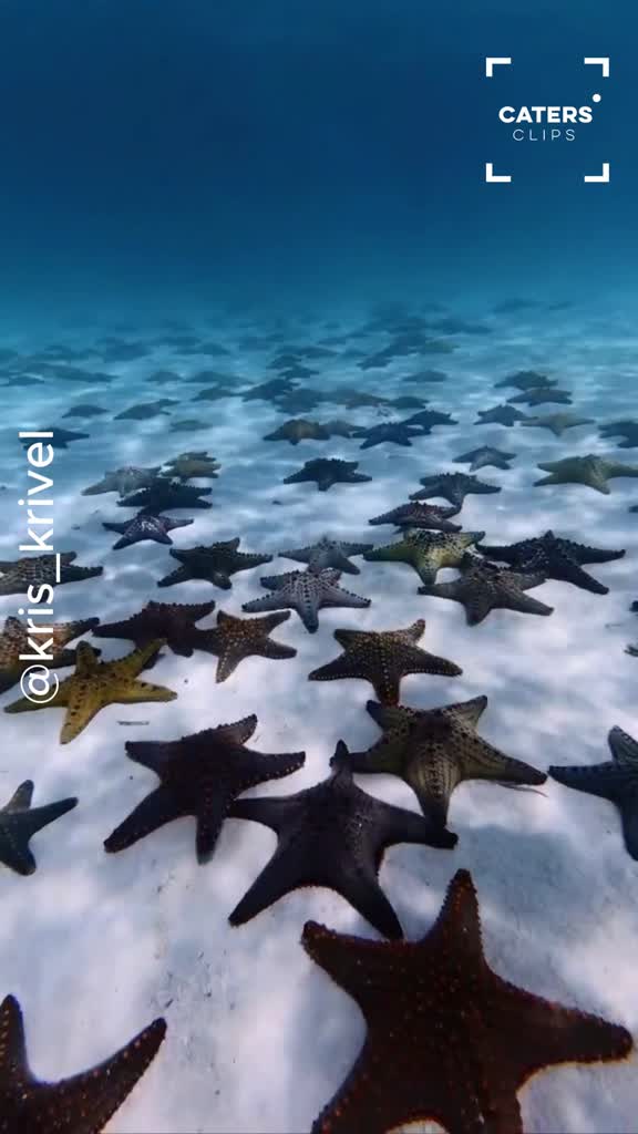 Mesmerising carpet of starfish captured beneath waters