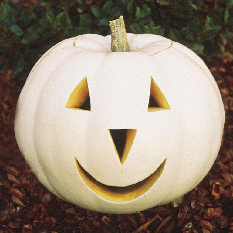 Grow your own pumpkins for Halloween – but sow right now in early June ...