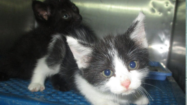 Estill County Animal Shelter hosting low cost spay and neuter for cats