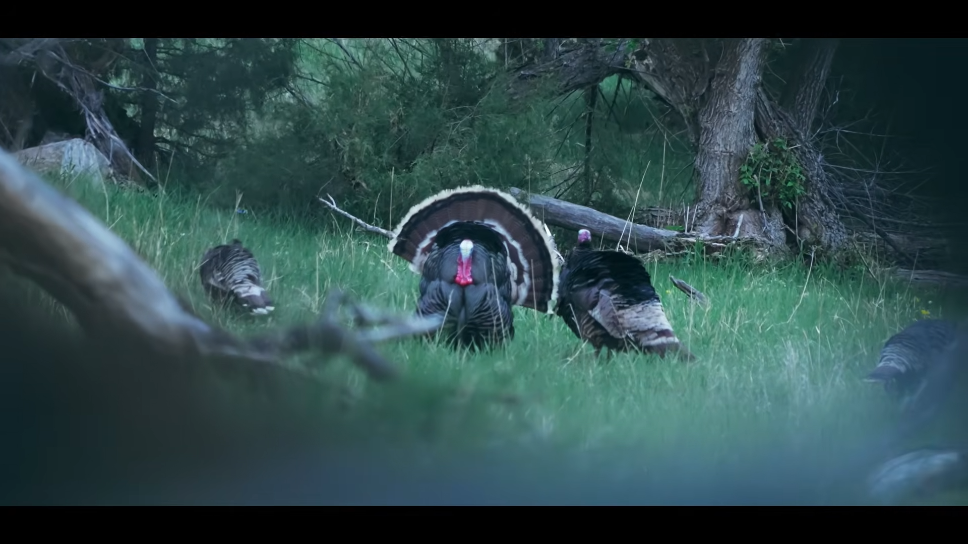 Who can find the first gobbler in Kentucky's rugged mountains?